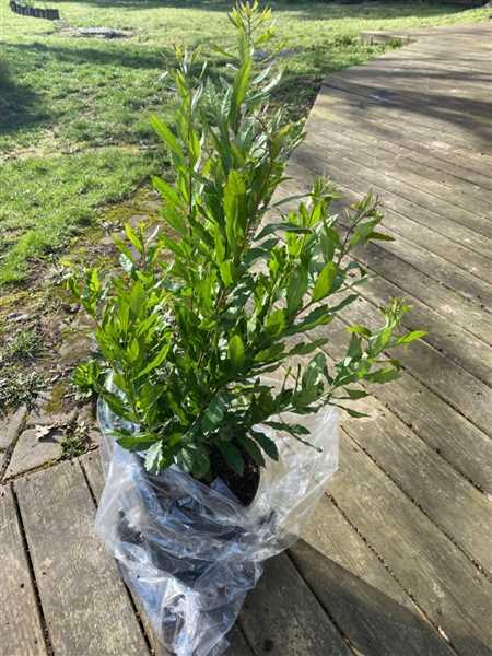 Wax Myrtle Trees for Sale – FastGrowingTrees.com