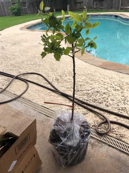 American Persimmon Trees for Sale – FastGrowingTrees.com
