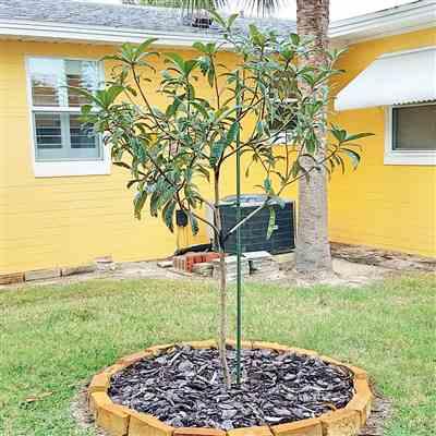 Loquat Trees for Sale – FastGrowingTrees.com