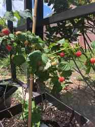 Bushel and Berry® Raspberry Shortcake® Bushes for Sale ...