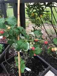 Bushel and Berry® Raspberry Shortcake® Bushes for Sale ...