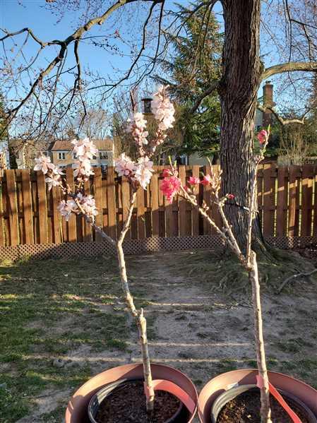 Bonanza Peach Trees for Sale – FastGrowingTrees.com