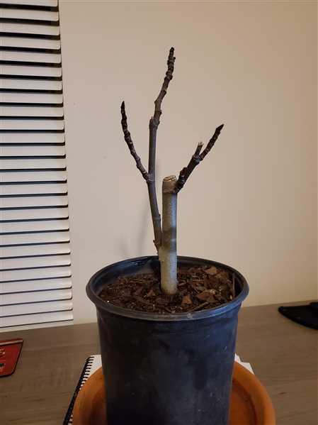 Bonanza Peach Trees for Sale – FastGrowingTrees.com
