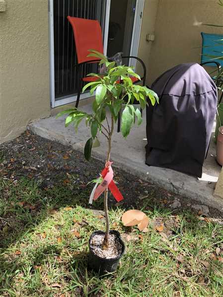 Emperor Lychee Trees for Sale – FastGrowingTrees.com