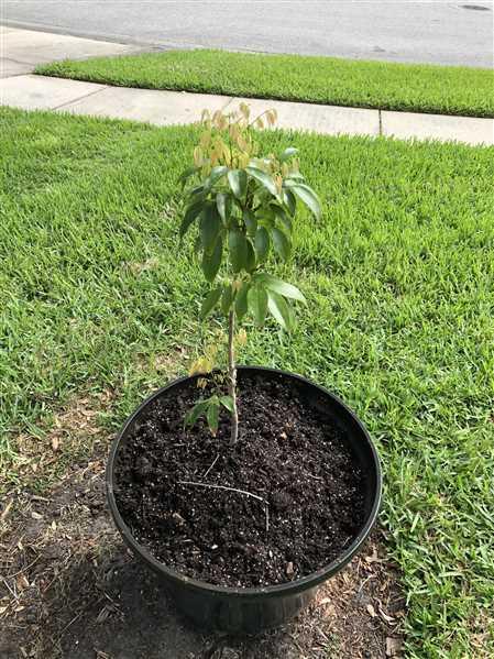 Emperor Lychee Trees for Sale – FastGrowingTrees.com