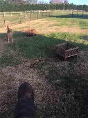 Root Rocket Fertilizer Packs for Sale – FastGrowingTrees.com