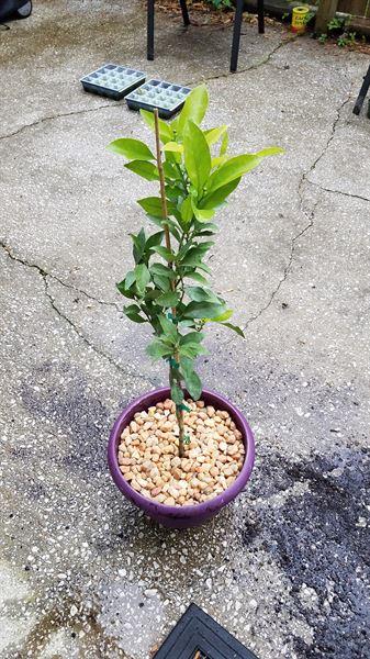 Kishu Mandarin Trees for Sale – FastGrowingTrees.com