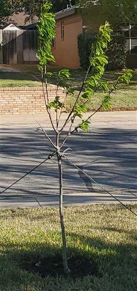 Lapins Cherry Trees for Sale – FastGrowingTrees.com