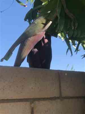 Puerto Rican Plantain Banana Trees for Sale – FastGrowingTrees.com