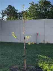 Chinese Pistache Trees for Sale – FastGrowingTrees.com