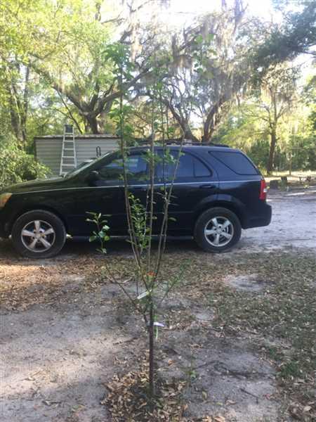 4-in-1 Plum Trees for Sale – FastGrowingTrees.com