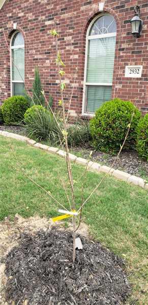 Red Sunset Maple Trees for Sale – FastGrowingTrees.com