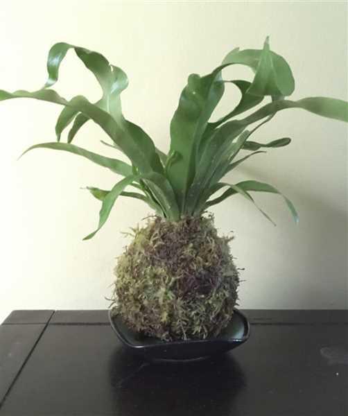 DIY Kokedama Kit: Make Your Own Kokedama - Pistils Nursery