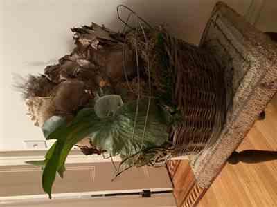 Mounted Moosehorn Fern - Shop Staghorn Ferns - Pistils Nursery