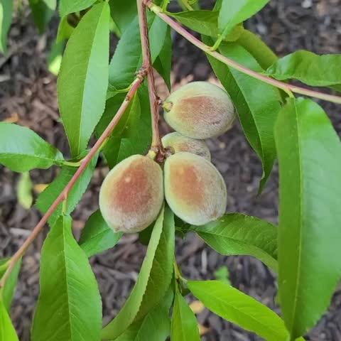 Reliance Peach Trees for Sale – FastGrowingTrees.com